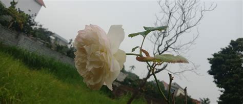 Thổ tinh trong chiêm tinh