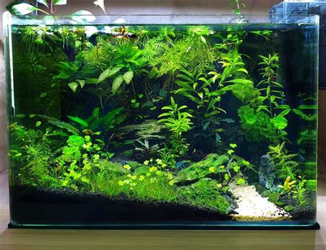 Water Parameters Needed For Shrimp Temperature Kh Ph Tds Artofit