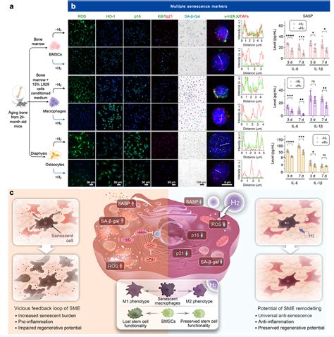 Nature Communications 深圳先进院李光林 唐为研究团队等提出原位释氢调控衰老微环境促老龄骨修复的策略