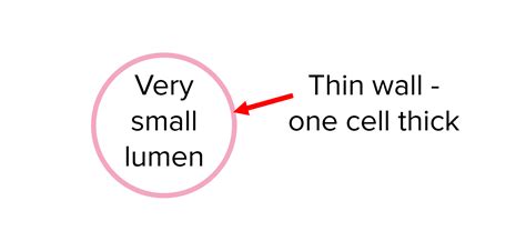 Circulatory System Questions And Revision MME