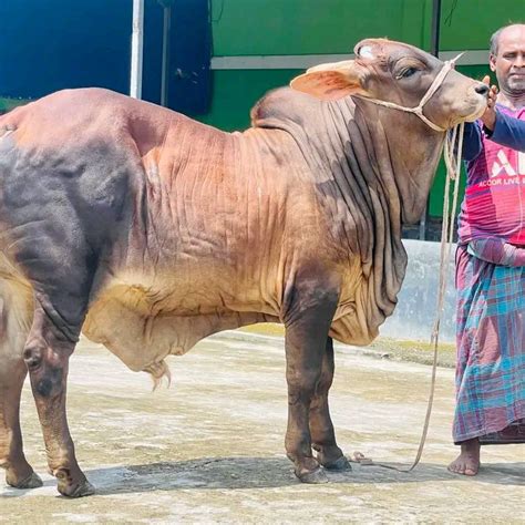 গরু পালন ও খামার ব্যবস্থাপনা