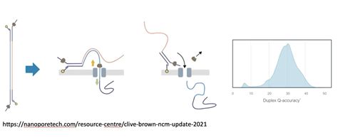 Keygene Maize B73 Oxford Nanopore Duplex Sequence Data Release Keygene