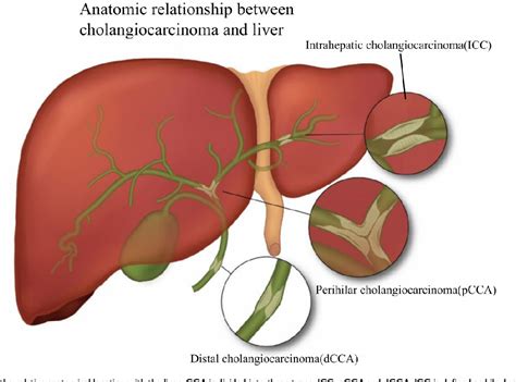 Figure 2 From Tumor Microenvironment And Its Implications For Antitumor