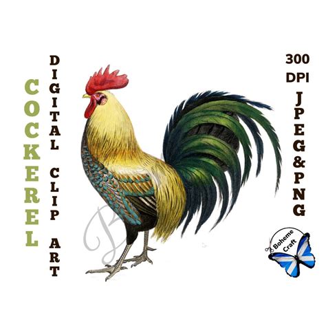 Printable Cockerel Clip Art Image For Junk Journals Etsy