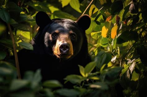Premium Photo Malayan Sun Bear In Its Natural Habitat