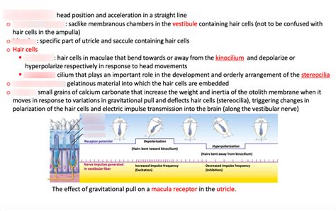 Static Equilibrium Diagram Quizlet