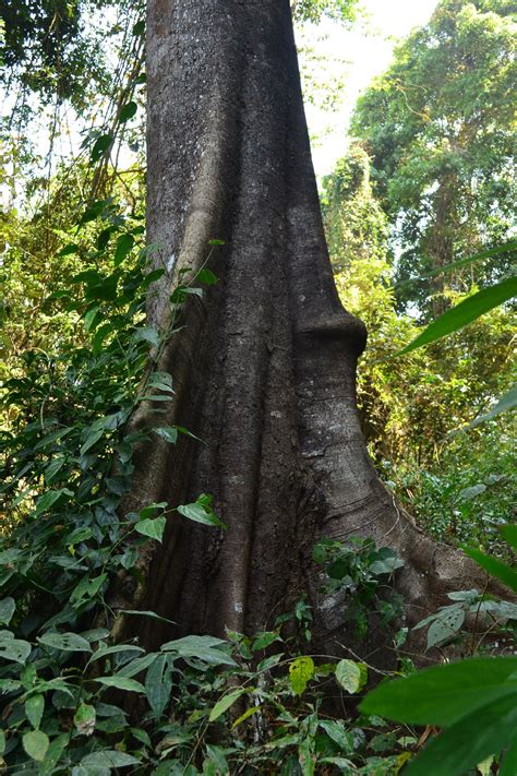 Escala De Troncos De Cedro Rojo Del Este La Madera De Cedro Español