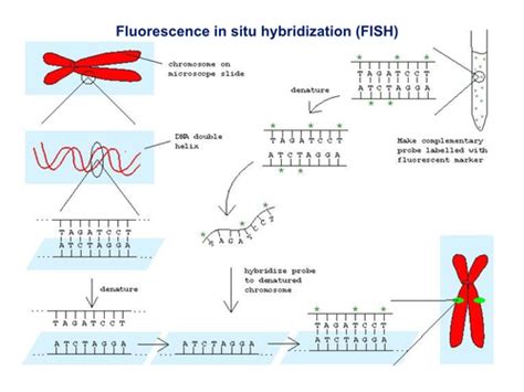 Lecture 40 Molecular Techniques Used In Genetic Diagnosis Flashcards