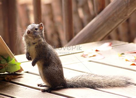다람쥐 사진 무료 다운로드 Lovepik