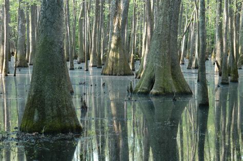 Local And State Springs Tributaries Wetlands May Suffer From