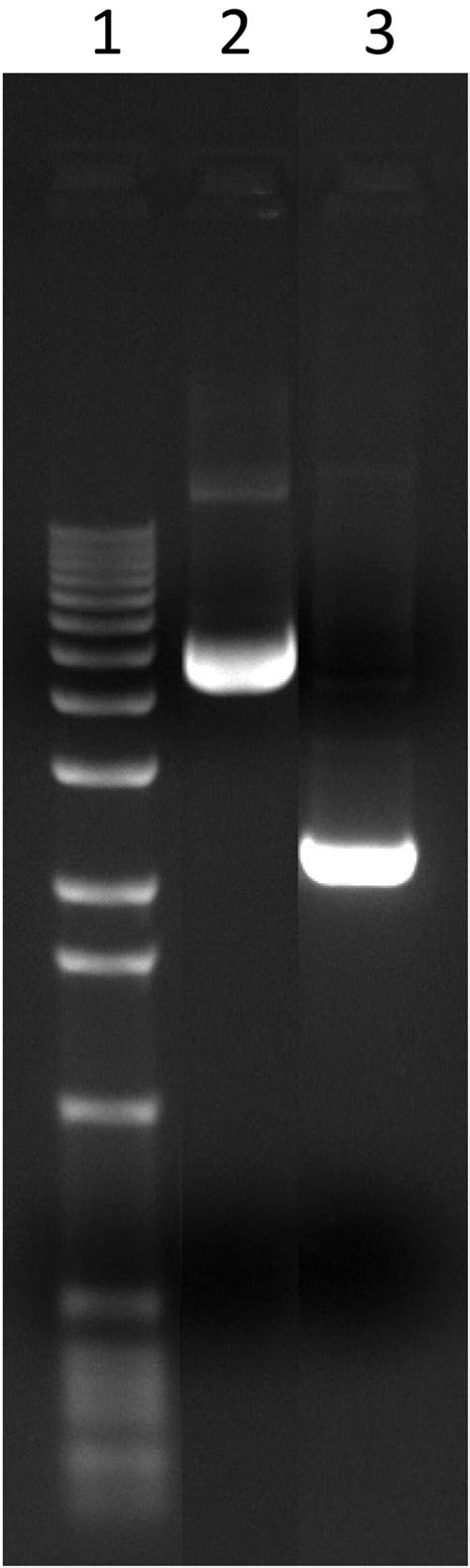High Yield Plasmid Dna Production