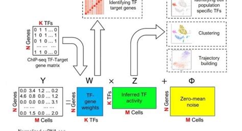 Machine Learning Algorithm Predicts How Genes Are Regulated In Individual Cells Center For