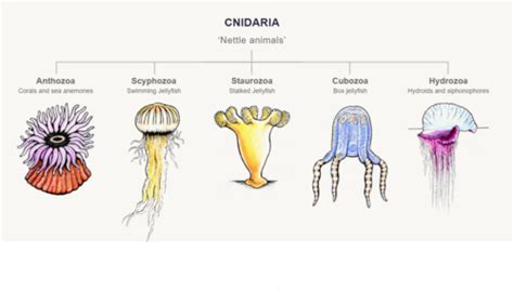 Phylum Cnidaria Flashcards Quizlet Phylum Cnidaria Flashcards Quizlet