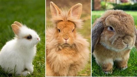 Razas De Conejos Populares Para Mascotas Mundo Conejo