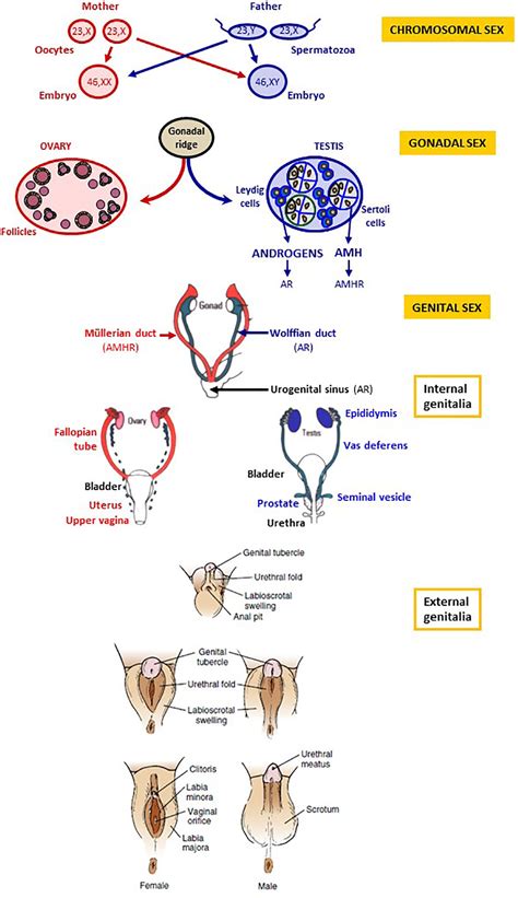 Frontiers Disorders Of Sex Development Of Adrenal Origin