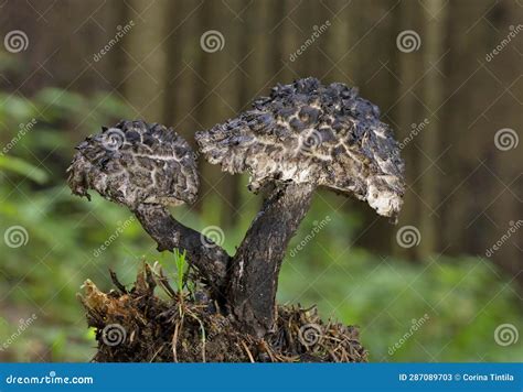 Strobilomyces Strobilaceusfloccopusis A Species Of Fungus In The
