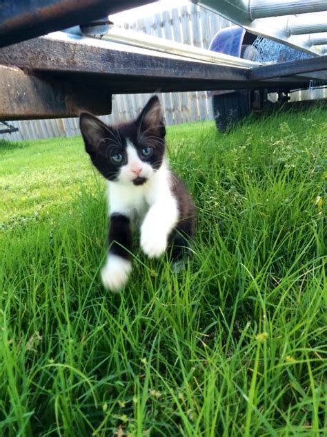 Kitteh Kats Cats And Kittens Cute Cats Cats