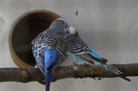 Free Images Wing Love Beak Community Kiss Couple Friendship Together Fauna Sit Birds