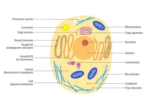 Biology Diagrams Sample Of Ygraph