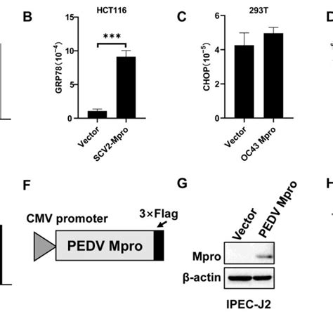 Sars Cov 2 Mpro Induced Lpcat3 Cleavage A Unexpected Lpcat3 Download Scientific Diagram