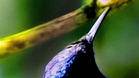 Review Tcl Qled Mini Led C A Melhor Op O Para Toda A Fam Lia Gkpb