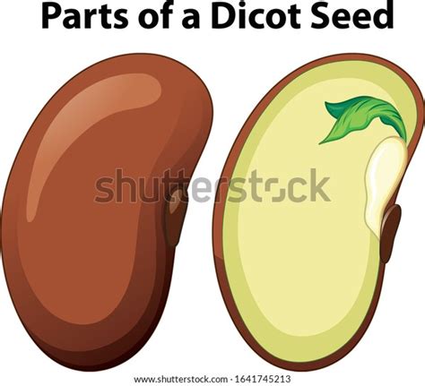 Diagram Showing Parts Dicot Seed On Stock Vector Royalty Free 1641745213 Shutterstock