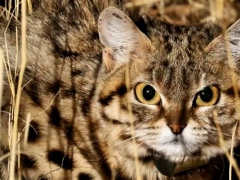 Por Qué El Gato De Patas Negras Es El Felino Más Peligroso Del Mundo