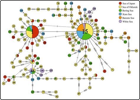 Minimum Spanning Network Showing Genetic Relationships Among Osmerus Download Scientific