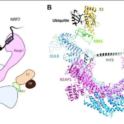 A Schematic Of The Keap1 Nrf2 Interaction Described In Section