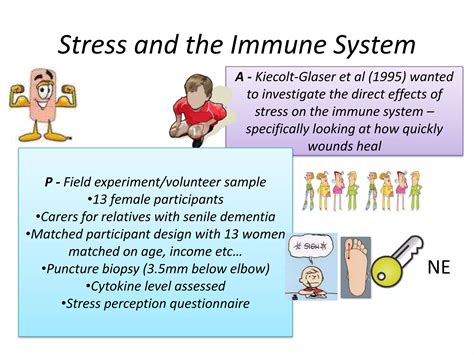 Stress And The Immune System Pptx