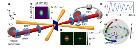 Single Domain Spinor Bose Einstein Condensate Sdsbec Magnetic Field