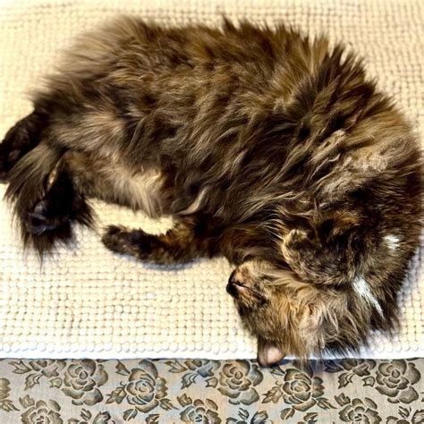 Dooneese Is Often Called Cinnamon Dus Rcoffeecakecats