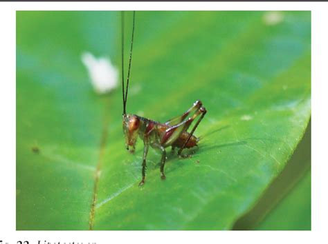 Figure 22 From The Diversity Of Orthoptera In The Northwestern Parts Of