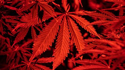 Cannabinoid Hyperemesis Syndrome Explained The Week