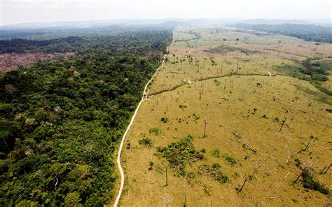 Amazon Rainforest Deforestation Before And After