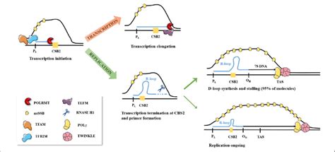 Switch Between The Transcription And Replication In The Non Coding