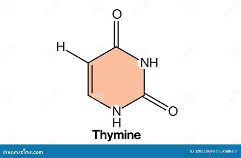 Vector Illustration Of Thymine Chemical Structure Dna Base Diagram On