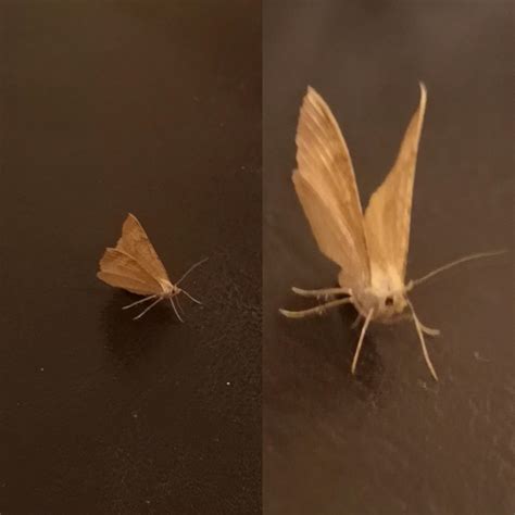 Creamybeige Moth South East Uk Id Please Its Pretty Cute R