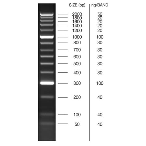 Hyperladder™ 50bp Bioline Meridian Bioscience