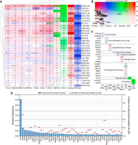 Homologous Recombination Deficiency Semantic Scholar