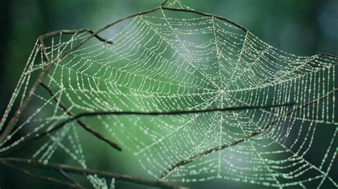 Cobwebs JokerMartini