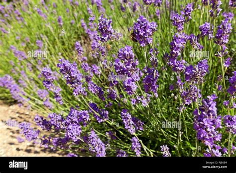 Close Up Of English Lavender Plant Plants Munstead Purple Flowers