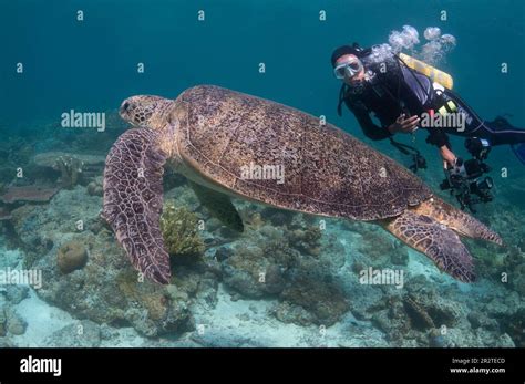 Diver Watching Loggerhead Turtle Caretta Caretta Classified As Vulnerable Resting On Coral