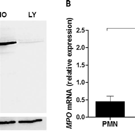 Relative Mpo Protein Amount And Relative Mpo Gene Expression In