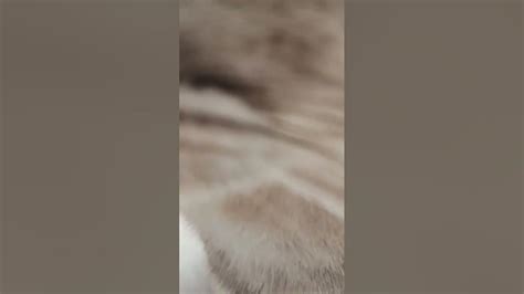 Smoochie From A Cat With Her Poochie Youtube