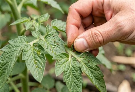 Aphids On Tomato Plants How To Eliminate Quickly