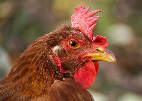 Chicken Animal