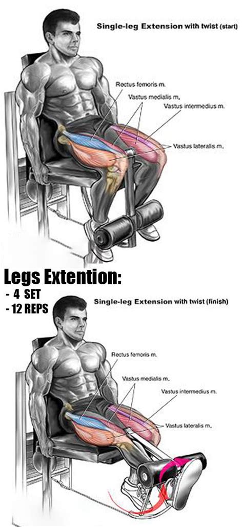 Leg Extension Muscles Worked