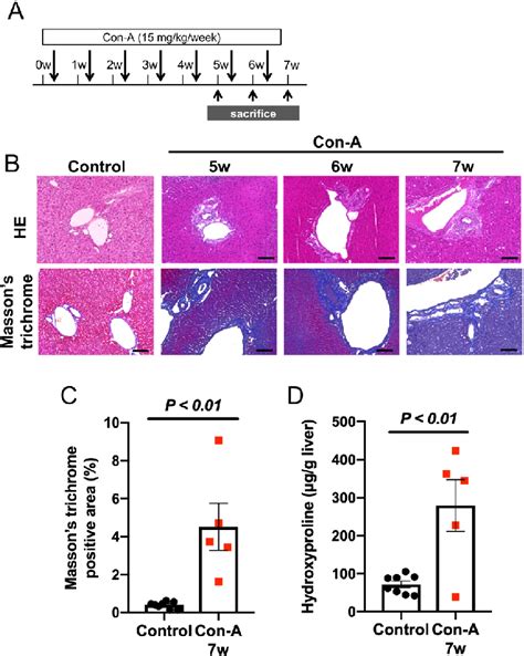 The Preparation Of Liver Fibrosis Model In Mice Induced By The Repeated