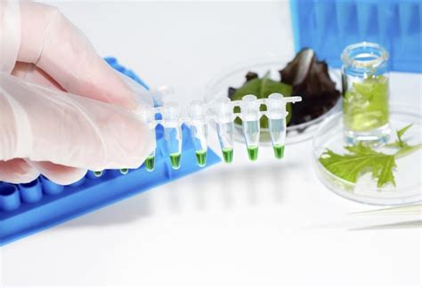 Food Pathogen Detection Technology Market Size 2022 To 2029